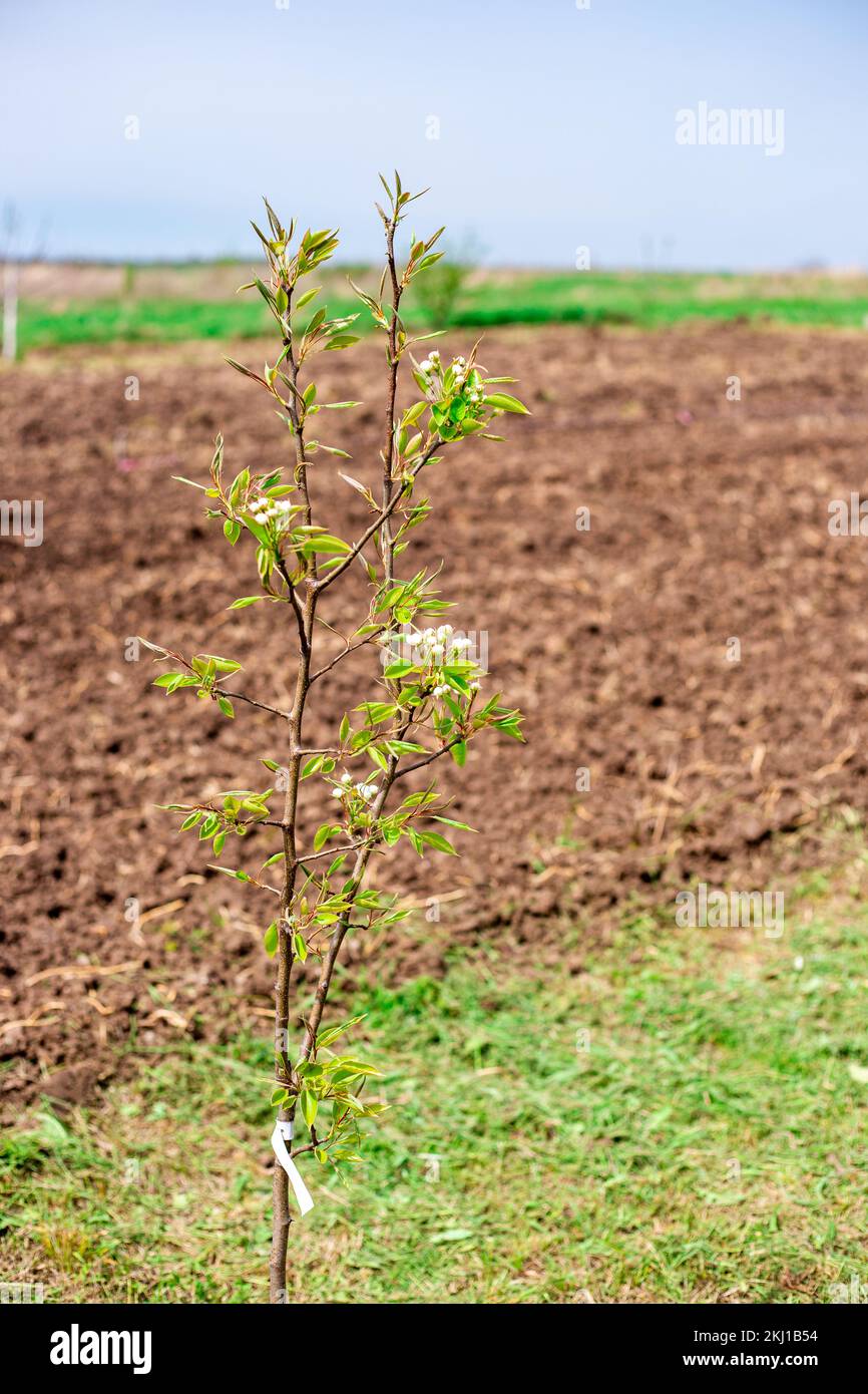Pear seedling hi-res stock photography and images - Alamy