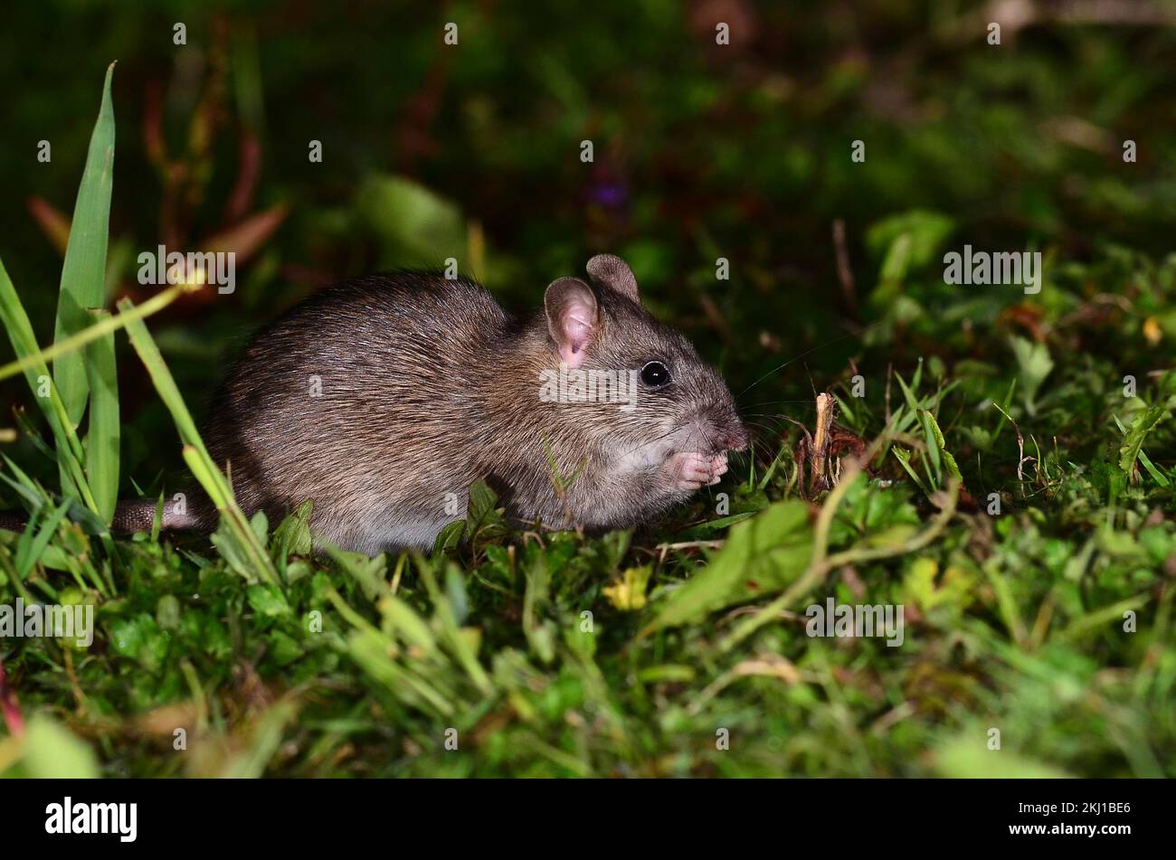 Brown or common rat rattus norvegicus Stock Photo - Alamy