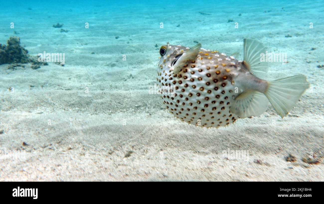 Fish hedgehog. Yellow-spotted cyclicht - grows up to 34 cm, feeds on ...