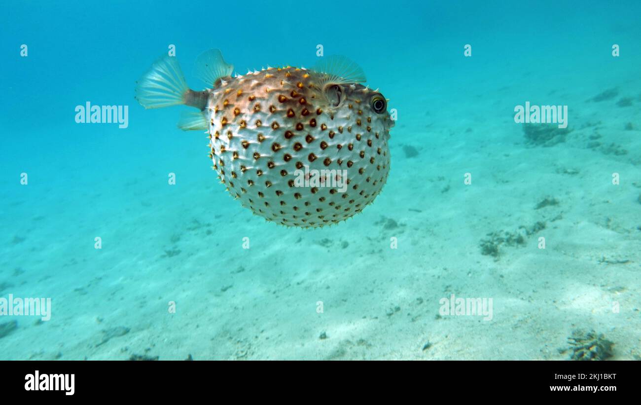 Fish hedgehog. Yellow-spotted cyclicht - grows up to 34 cm, feeds on ...