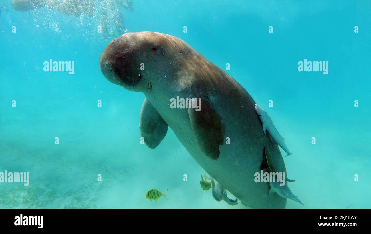 Dugong. Baby dugong from the bay of Marsa Mubarak . Dugongo. Sea Cow in ...