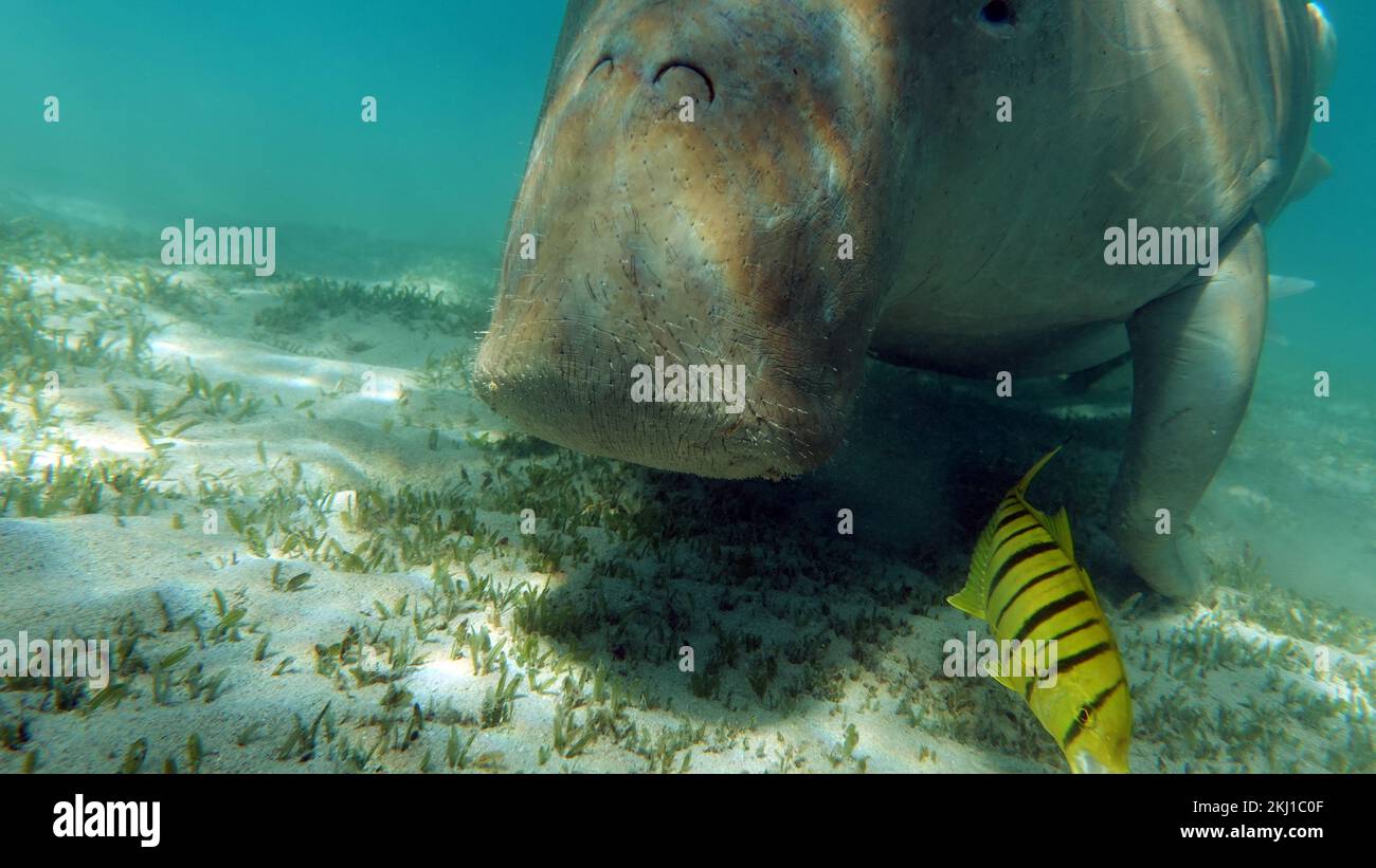 Dugong. Baby dugong from the bay of Marsa Mubarak . Dugongo. Sea Cow in ...