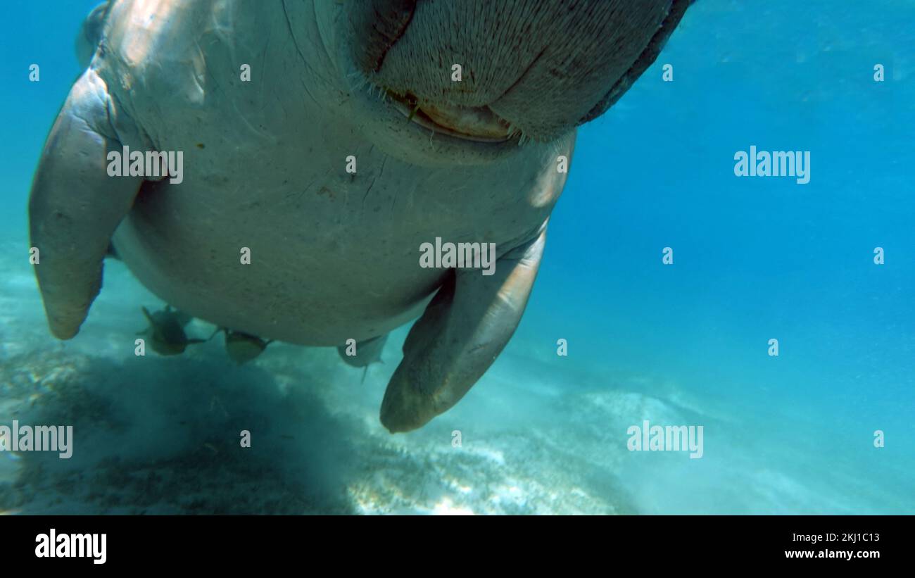Dugong. Baby dugong from the bay of Marsa Mubarak . Dugongo. Sea Cow in ...