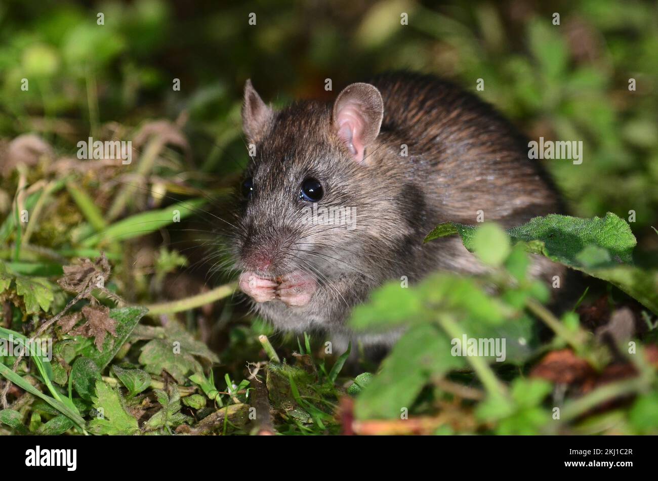 Brown or common rat rattus norvegicus Stock Photo - Alamy