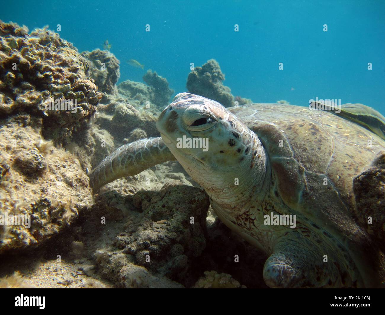 Big Green turtle on the reefs of the Red Sea. Green turtles are the ...