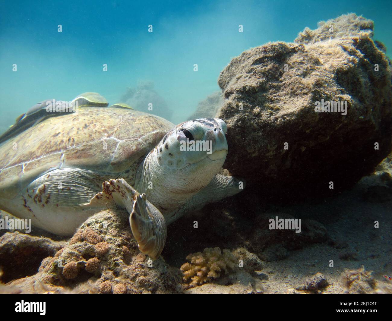 Big Green turtle on the reefs of the Red Sea. Green turtles are the ...