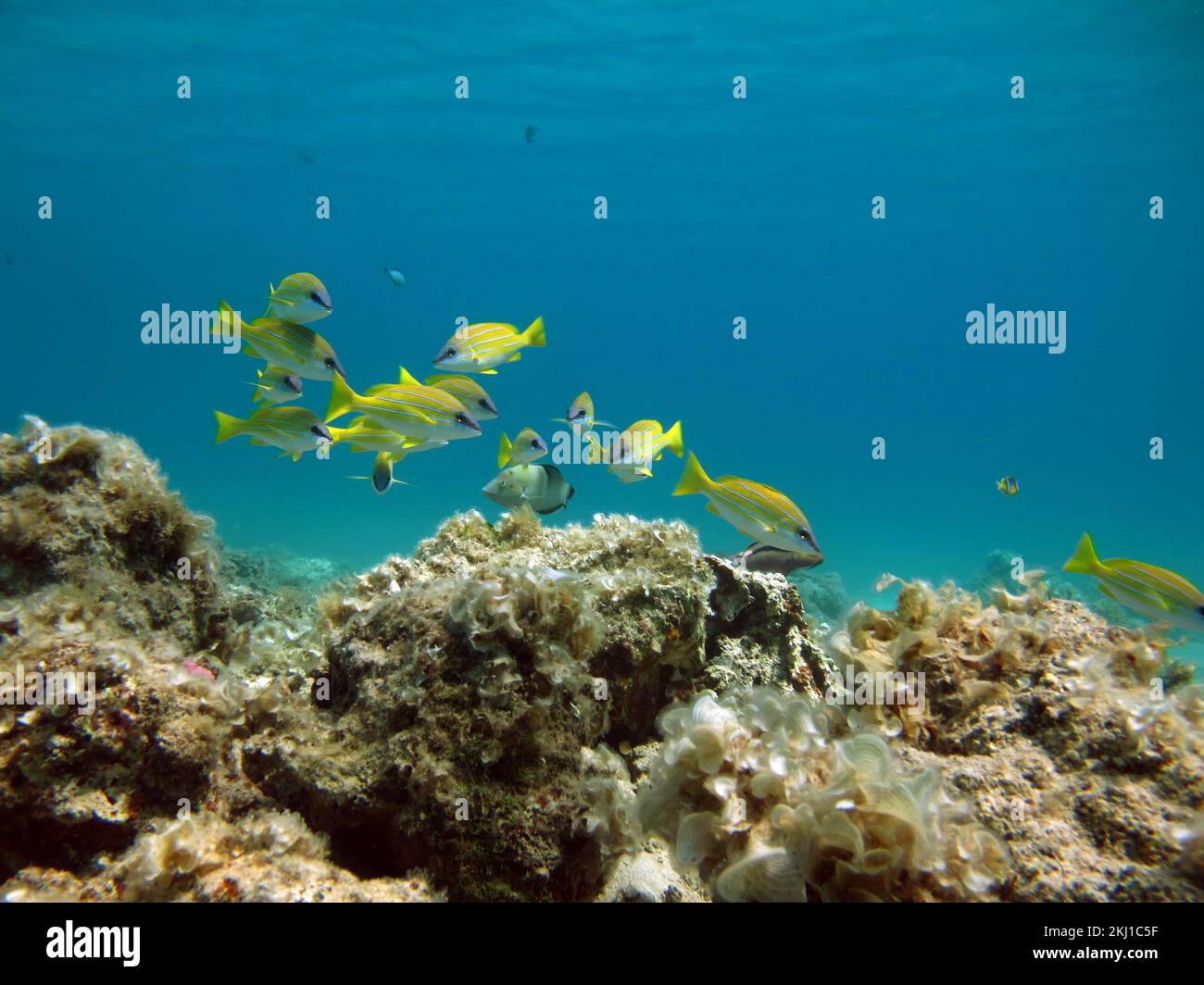 Colorful tropical fish on a coral reef, amazingly beautiful fairy world ...