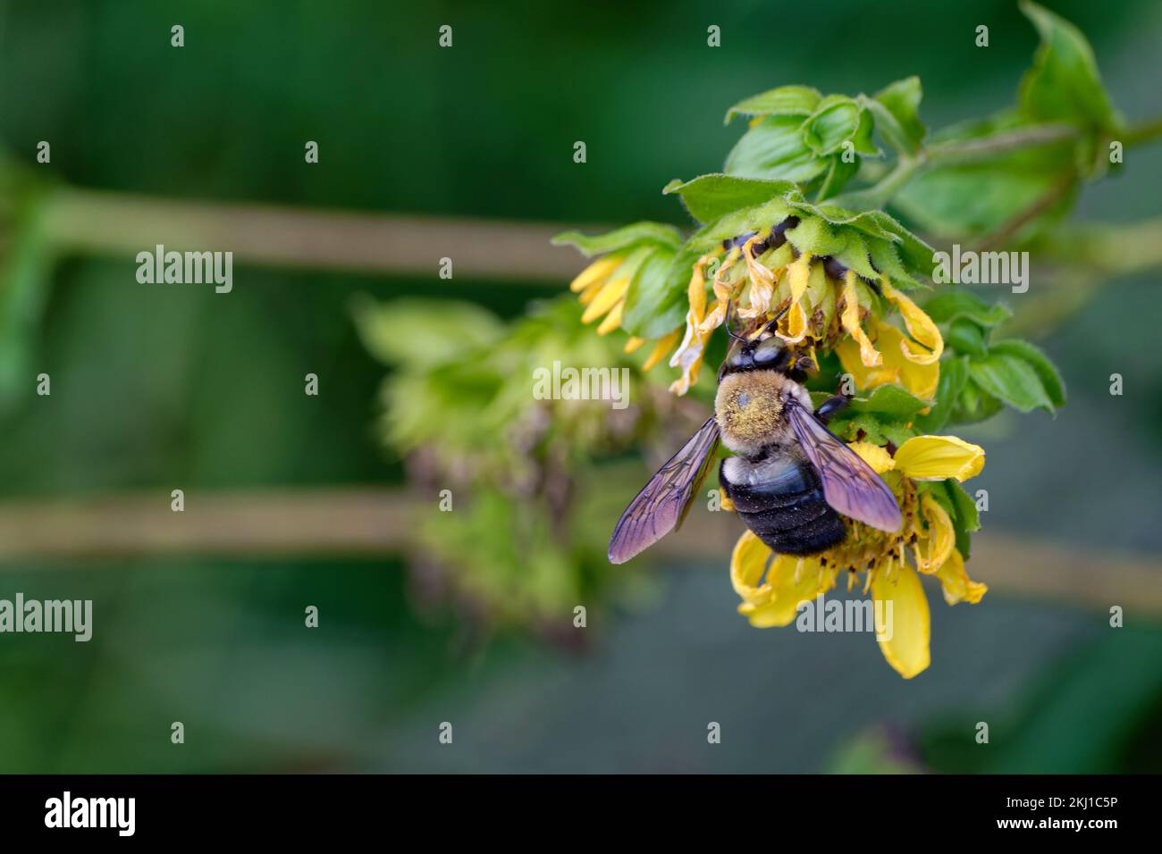 Carpenter bee usa hi-res stock photography and images - Alamy