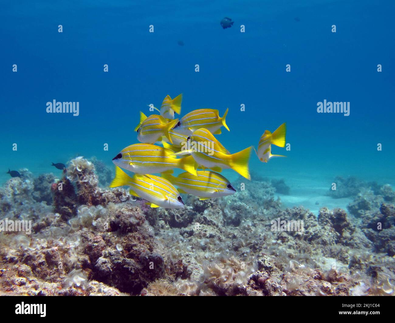 Colorful tropical fish on a coral reef, amazingly beautiful fairy world ...