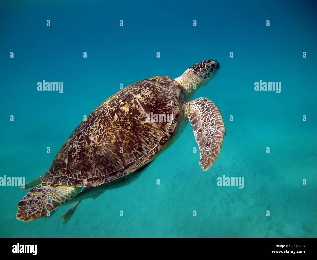 Big Green turtle , Green turtles are the largest of all sea turtles. A ...