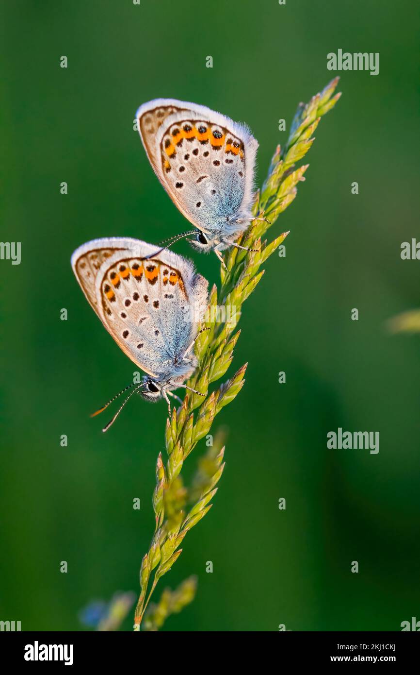 Close up picture from a nice common blue butterflies on the meadow ...