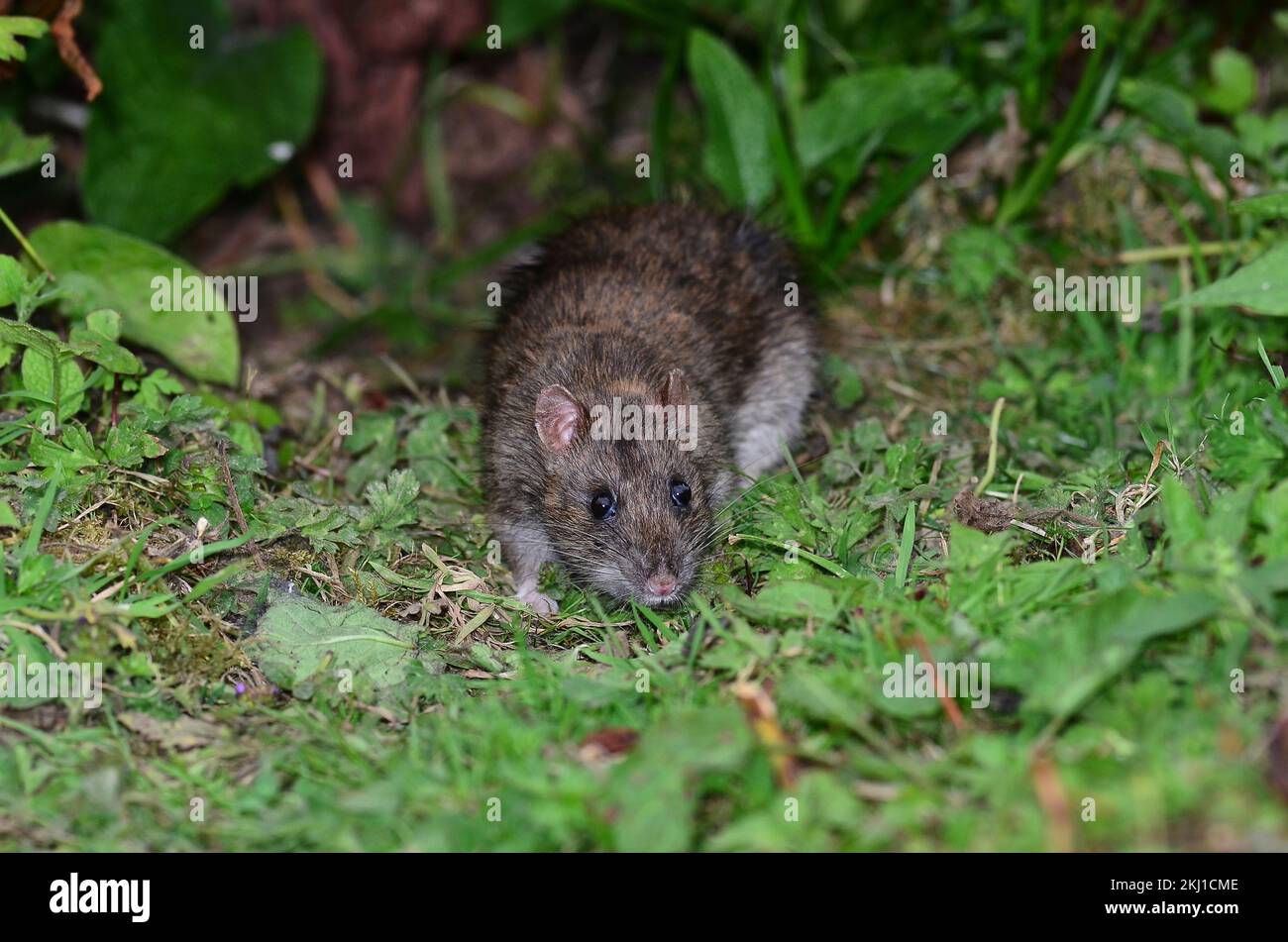 Brown or common rat rattus norvegicus Stock Photo - Alamy