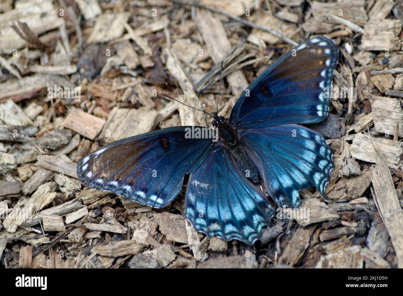 Red Spotted Purple Admiral Butterfly Stock Photo - Alamy