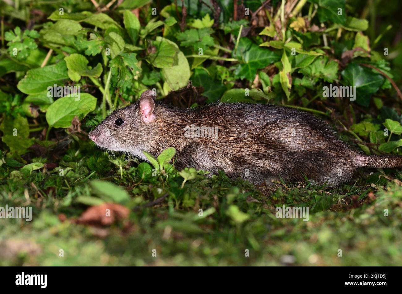 Brown or common rat rattus norvegicus Stock Photo - Alamy