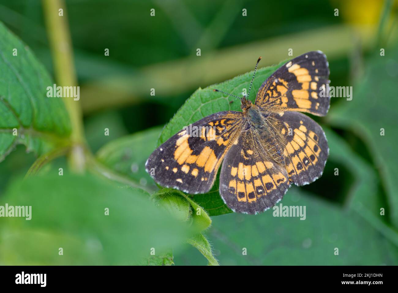 Red Spotted Purple Butterfly Stock Photo - Alamy