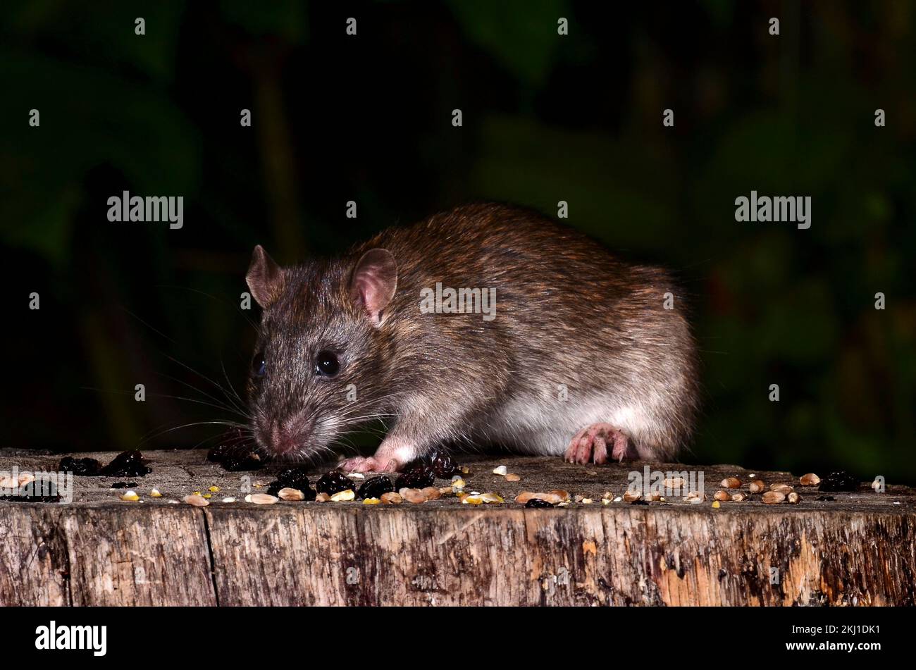 Brown or common rat rattus norvegicus Stock Photo - Alamy