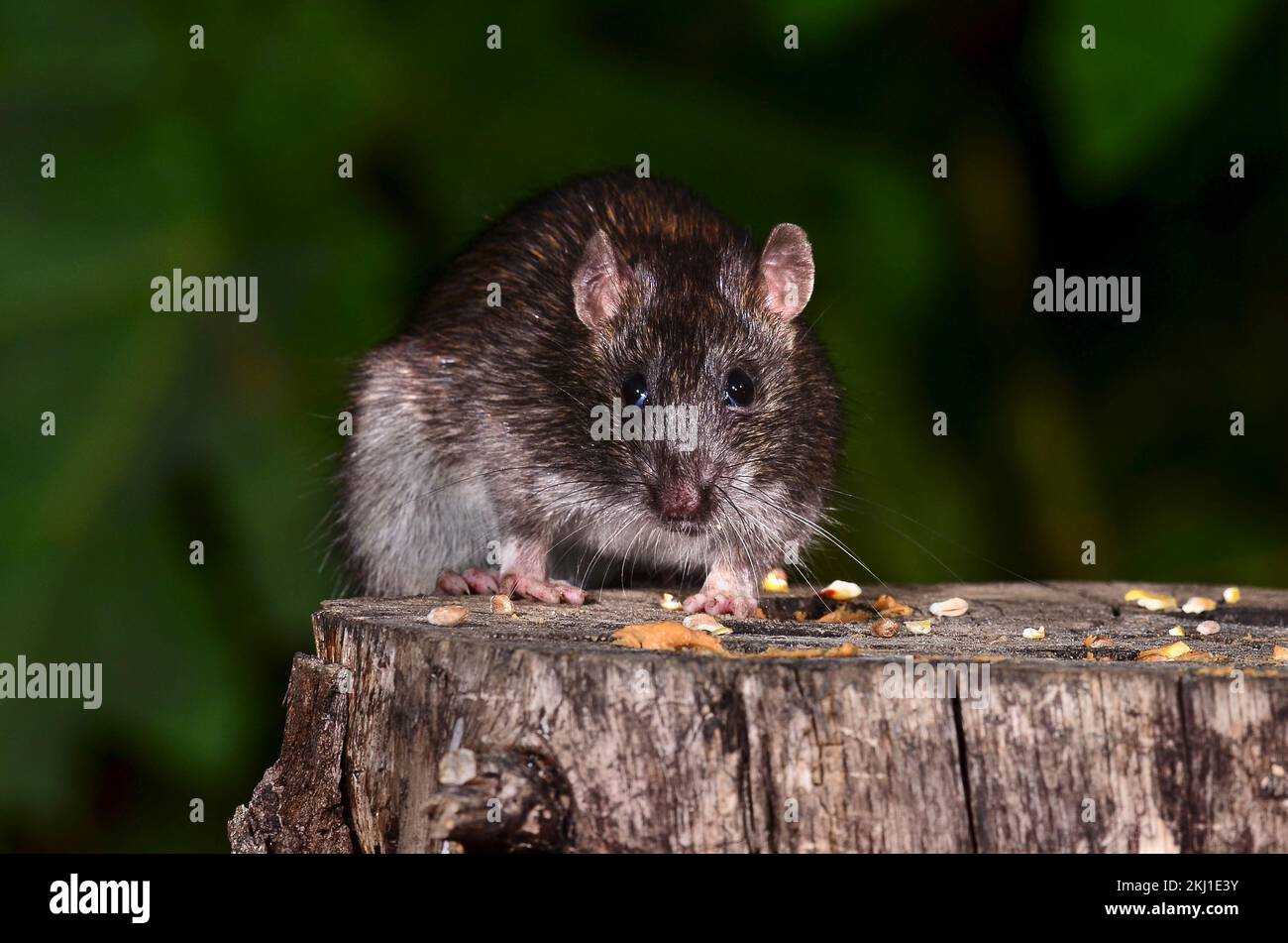 Brown or common rat rattus norvegicus Stock Photo - Alamy