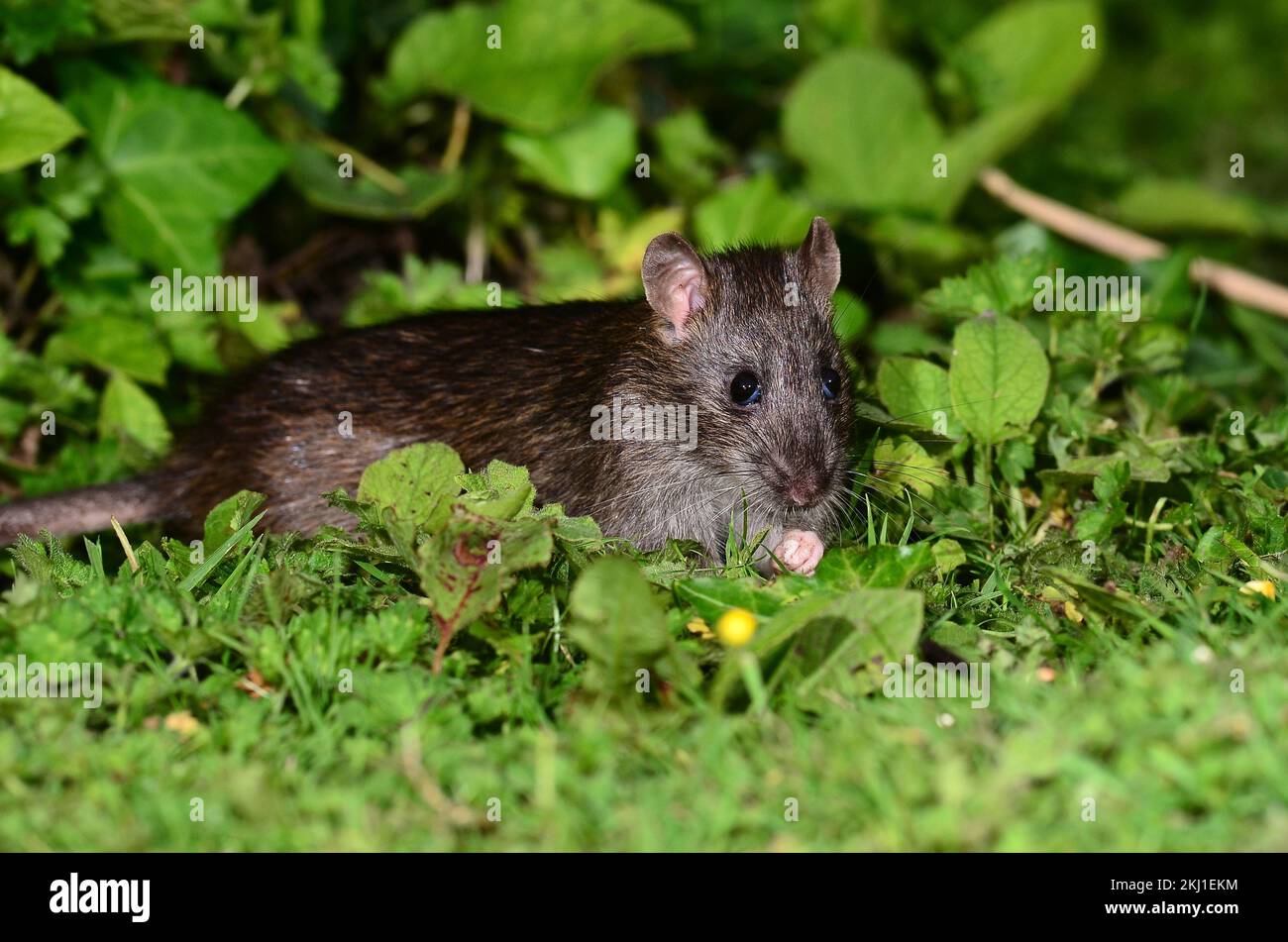 Brown or common rat rattus norvegicus Stock Photo - Alamy