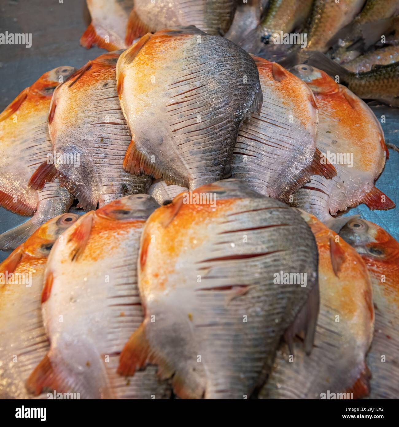 A closeup shot of just hunted fish stacked in the market for sale Stock ...