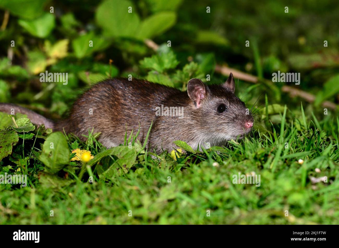 Brown or common rat rattus norvegicus Stock Photo - Alamy