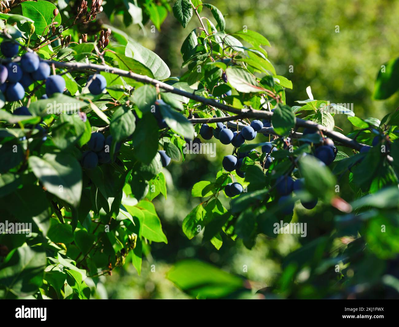 Prunus spinosa growing hi-res stock photography and images - Alamy