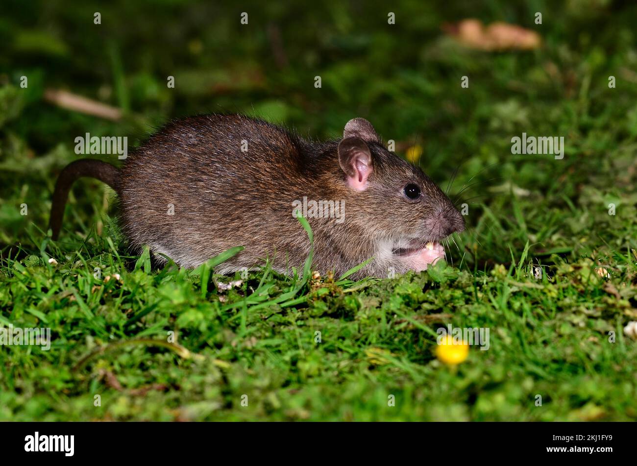 Brown or common rat rattus norvegicus Stock Photo - Alamy