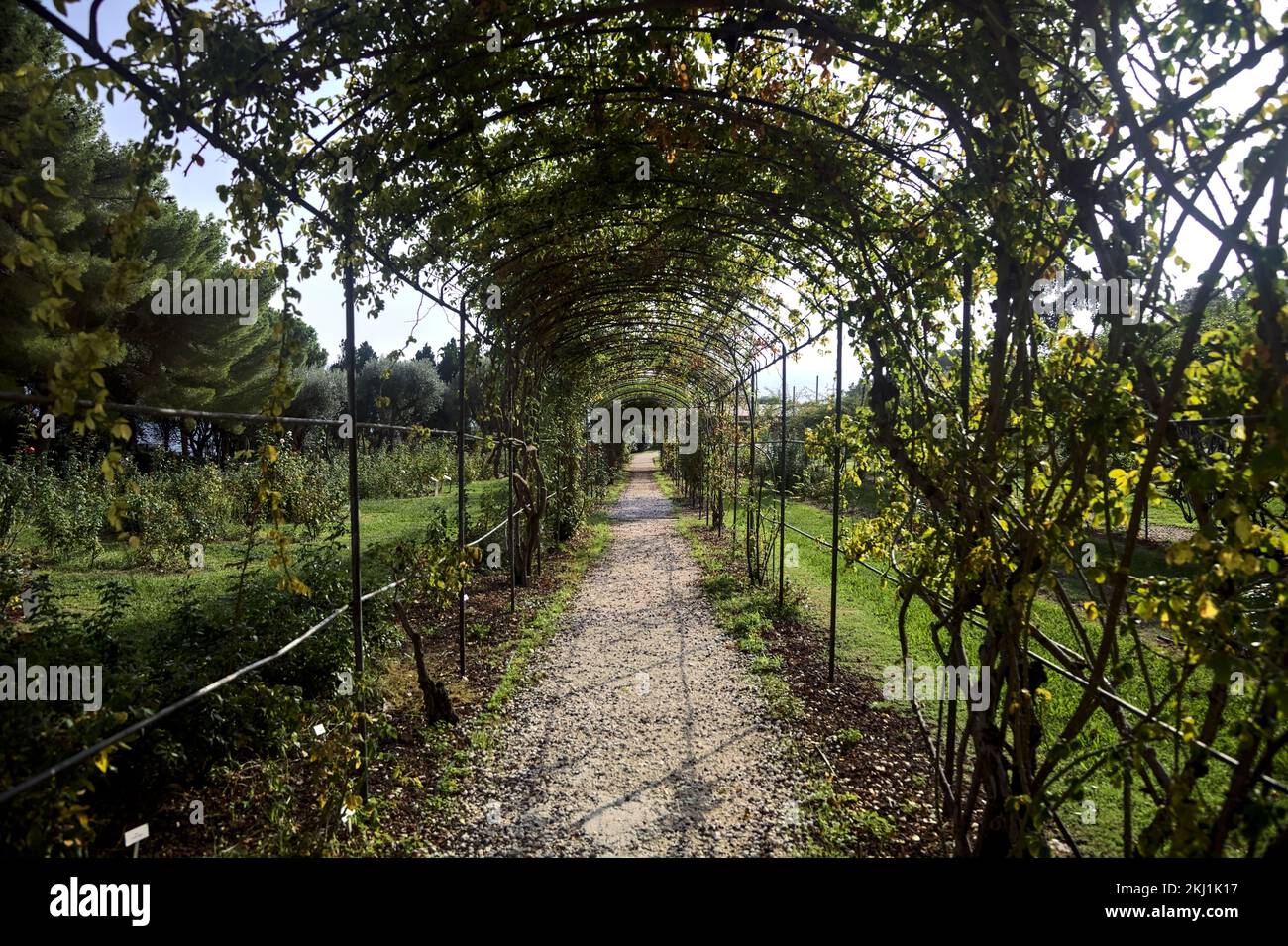 Trellises with hanging rose plants in a garden Stock Photo - Alamy