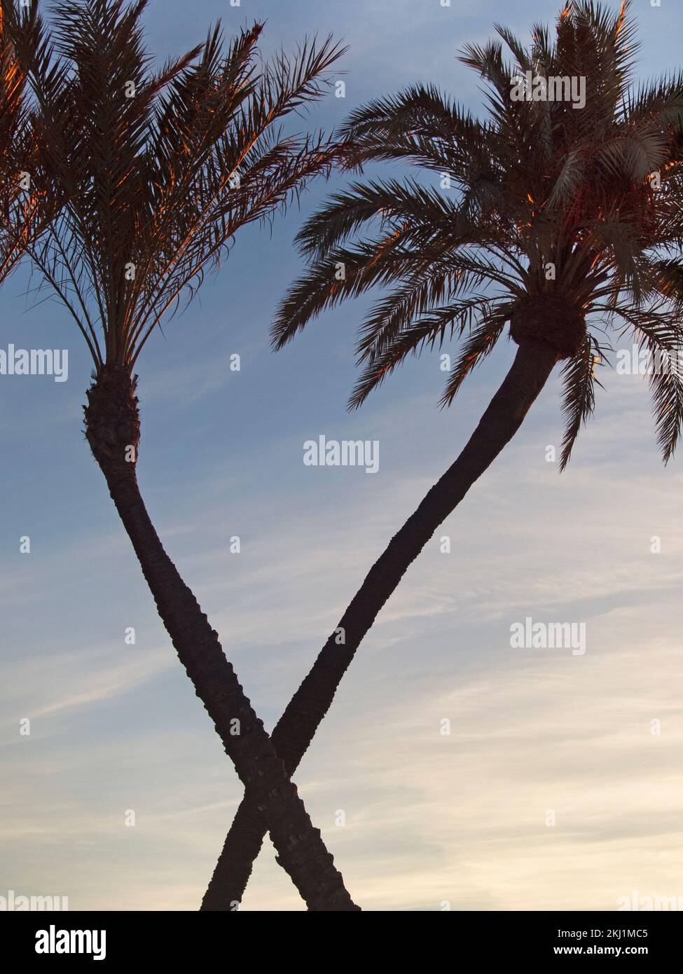 Palm trees x hi-res stock photography and images - Alamy
