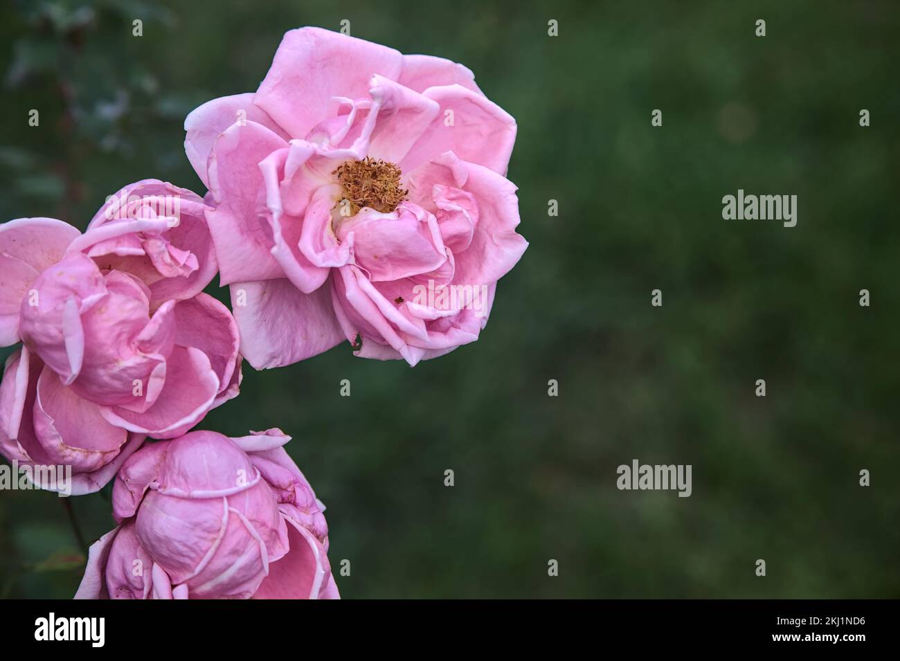 Pink bourbon roses in bloom seen up close Stock Photo - Alamy