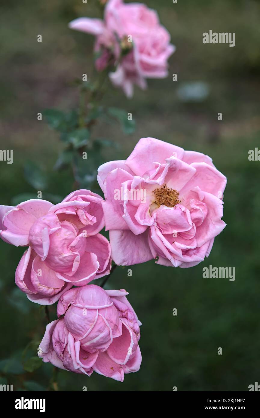 Pink bourbon roses in bloom seen up close Stock Photo - Alamy