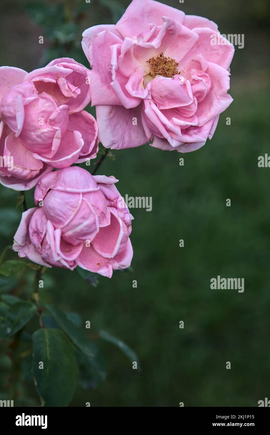 Pink bourbon roses in bloom seen up close Stock Photo - Alamy