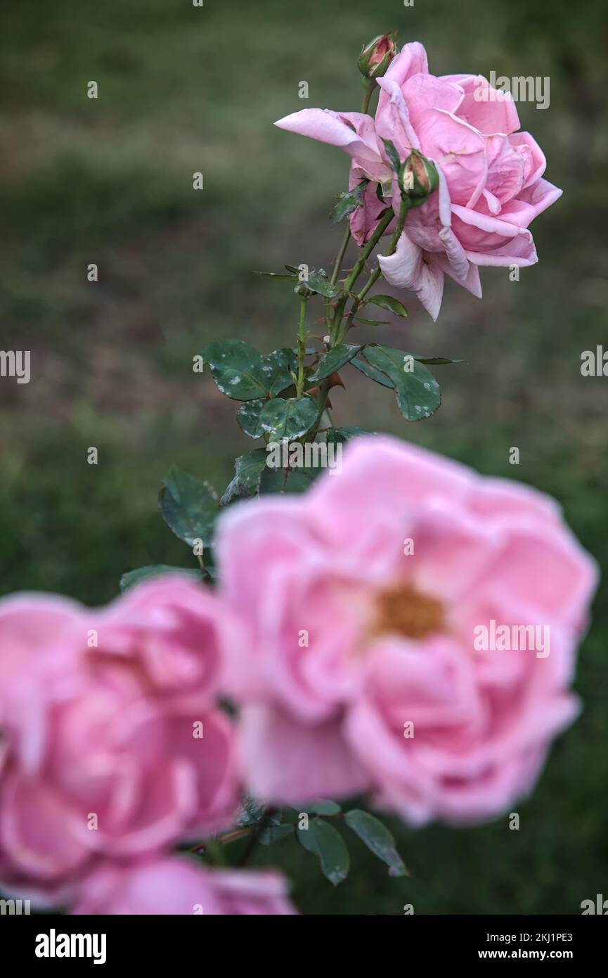 Pink bourbon roses in bloom seen up close Stock Photo - Alamy