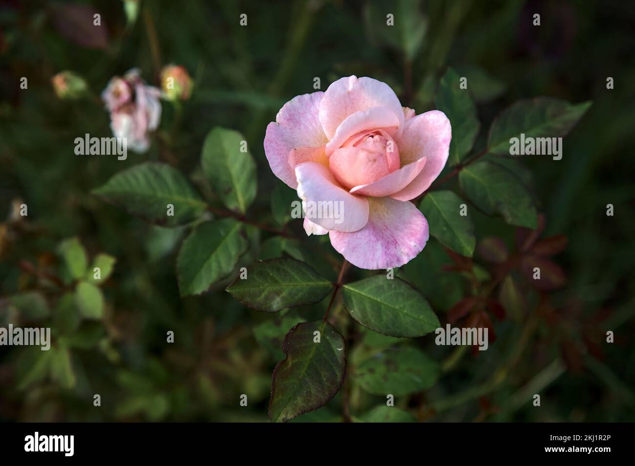 Pale pink chinese rose in bloom seen up close Stock Photo - Alamy
