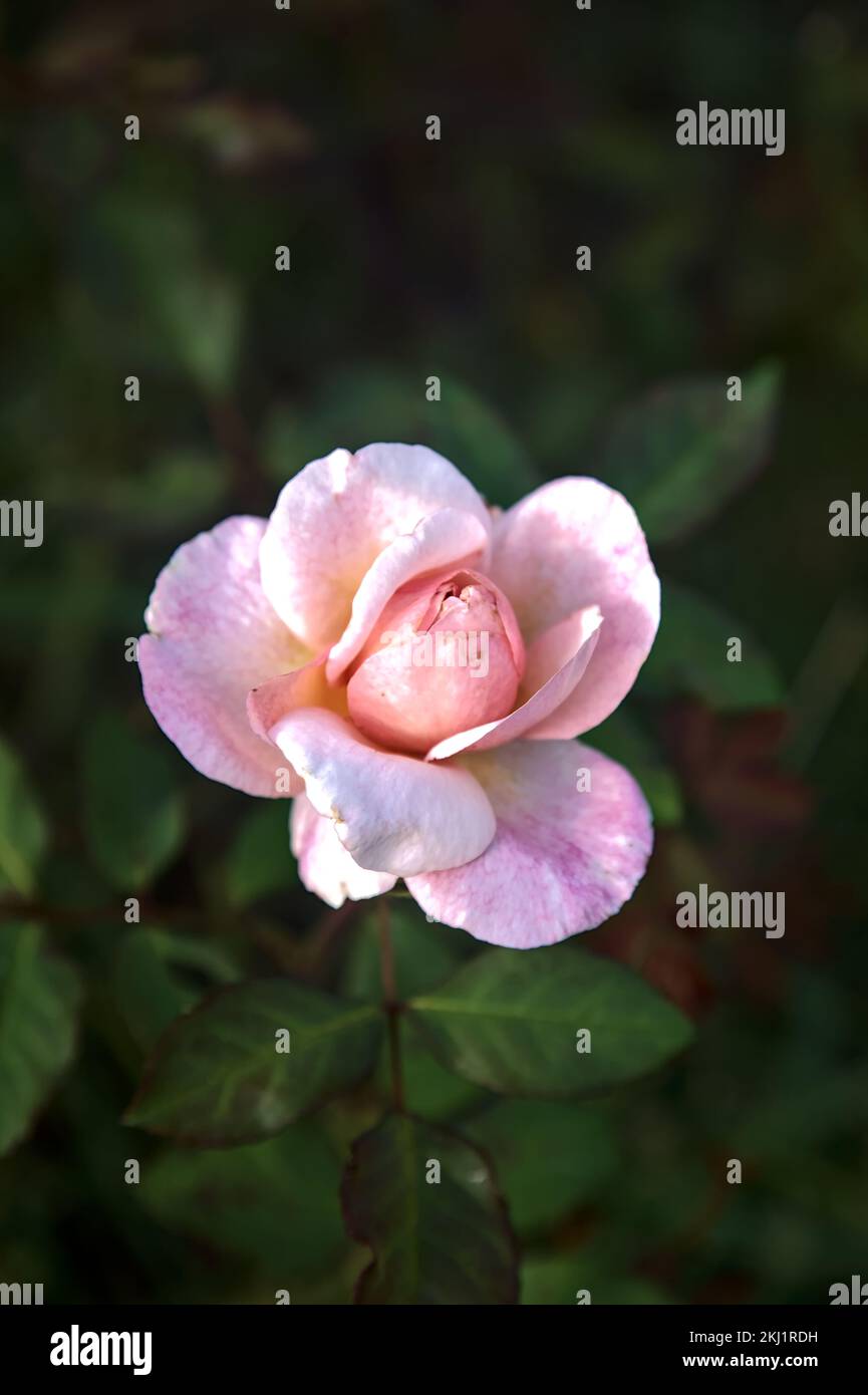Pale pink chinese rose in bloom seen up close Stock Photo - Alamy