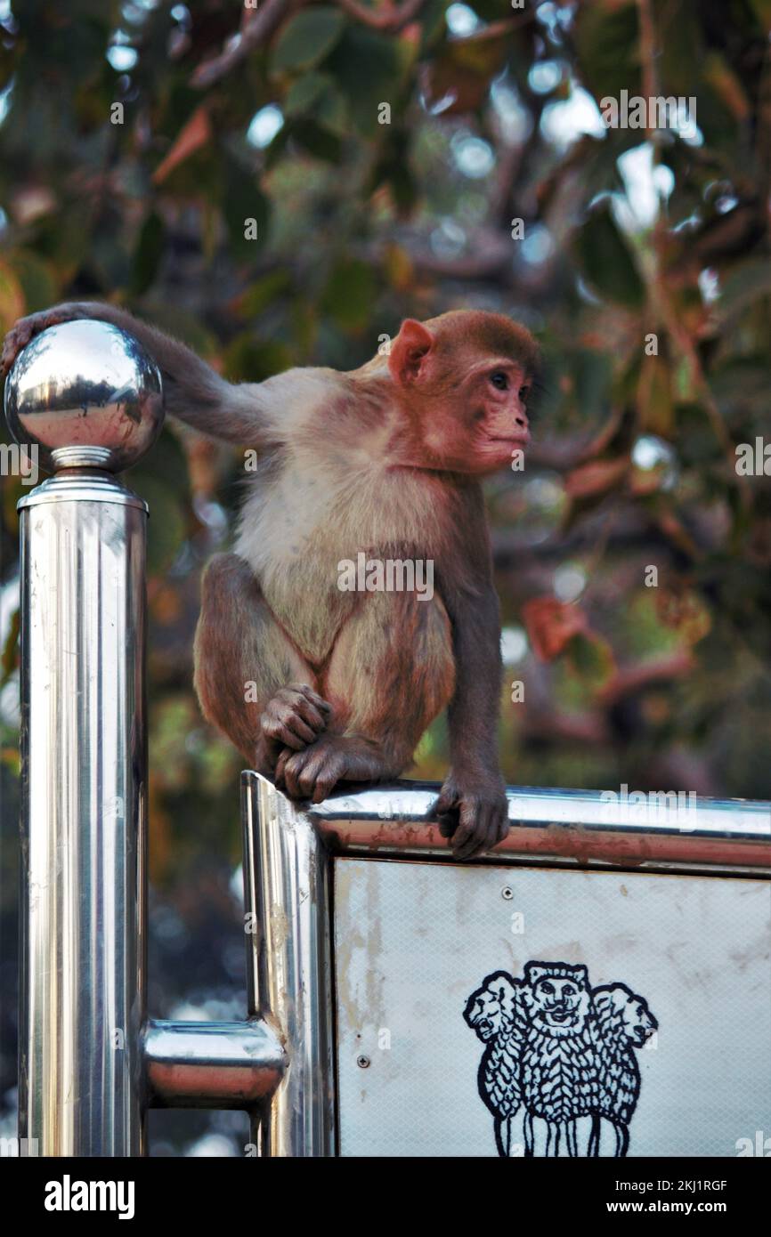 Monkey on tower with Indian Ashoka Emblem. Proud Indian monkey Stock ...