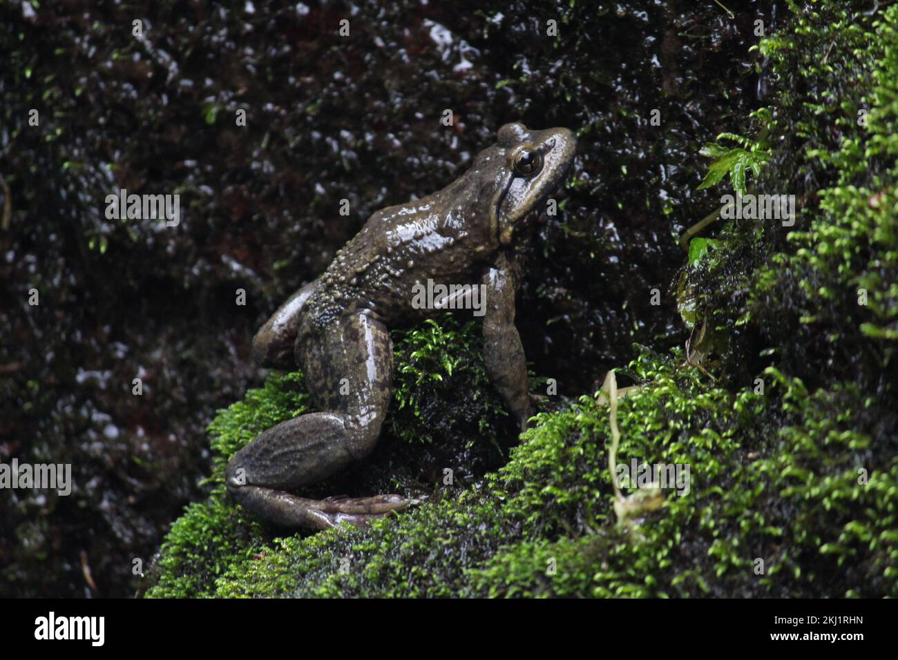 Wet frog climbing up in moist grass close up Stock Photo - Alamy
