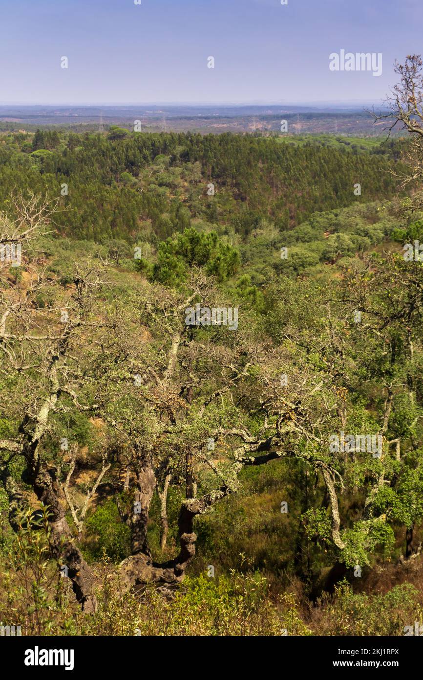View of hills covered with mixed forests with cork oak and pine trees ...