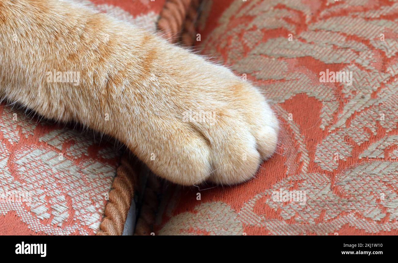 Close up cats paw hi-res stock photography and images - Alamy