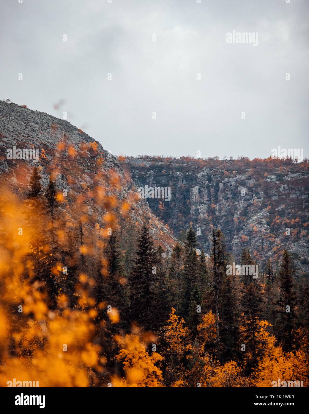 autumn forest in the Swedish mountain Stock Photo - Alamy