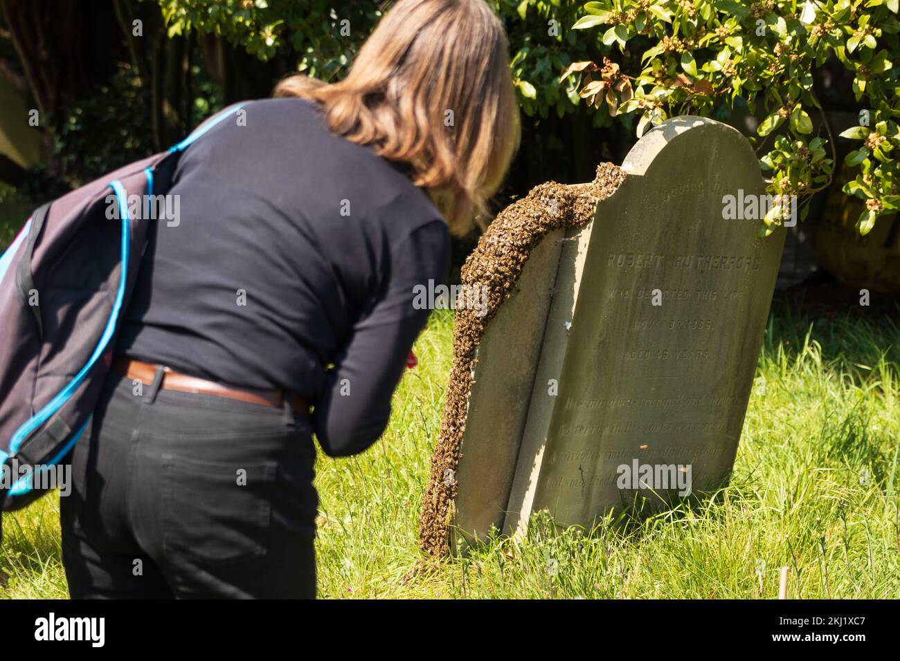 Honey Bee (Apis mellifera) swarm on gravestone. Sussex, UK Stock Photo ...