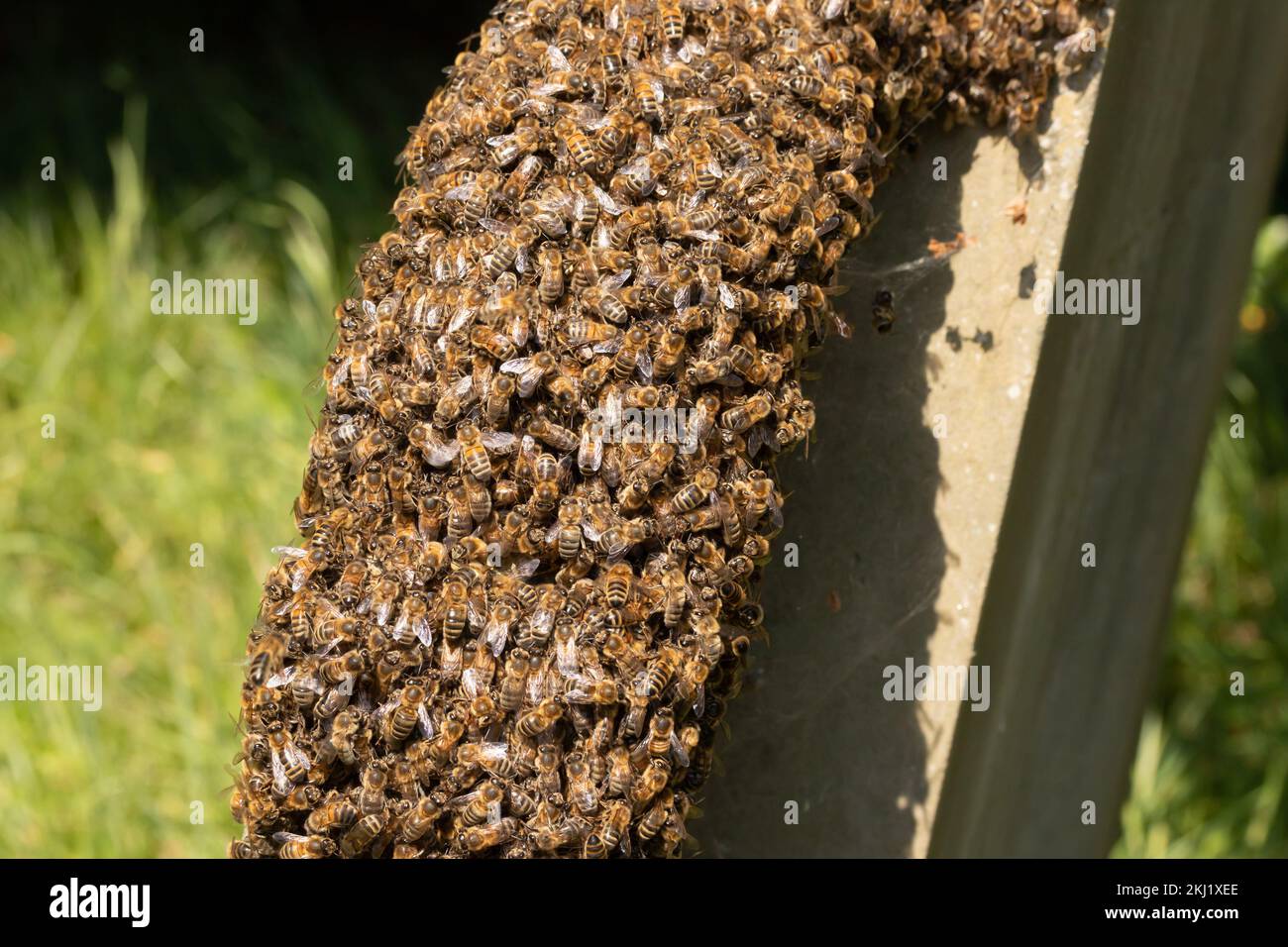 Honey Bee (Apis mellifera) swarm on gravestone. Sussex, UK Stock Photo ...