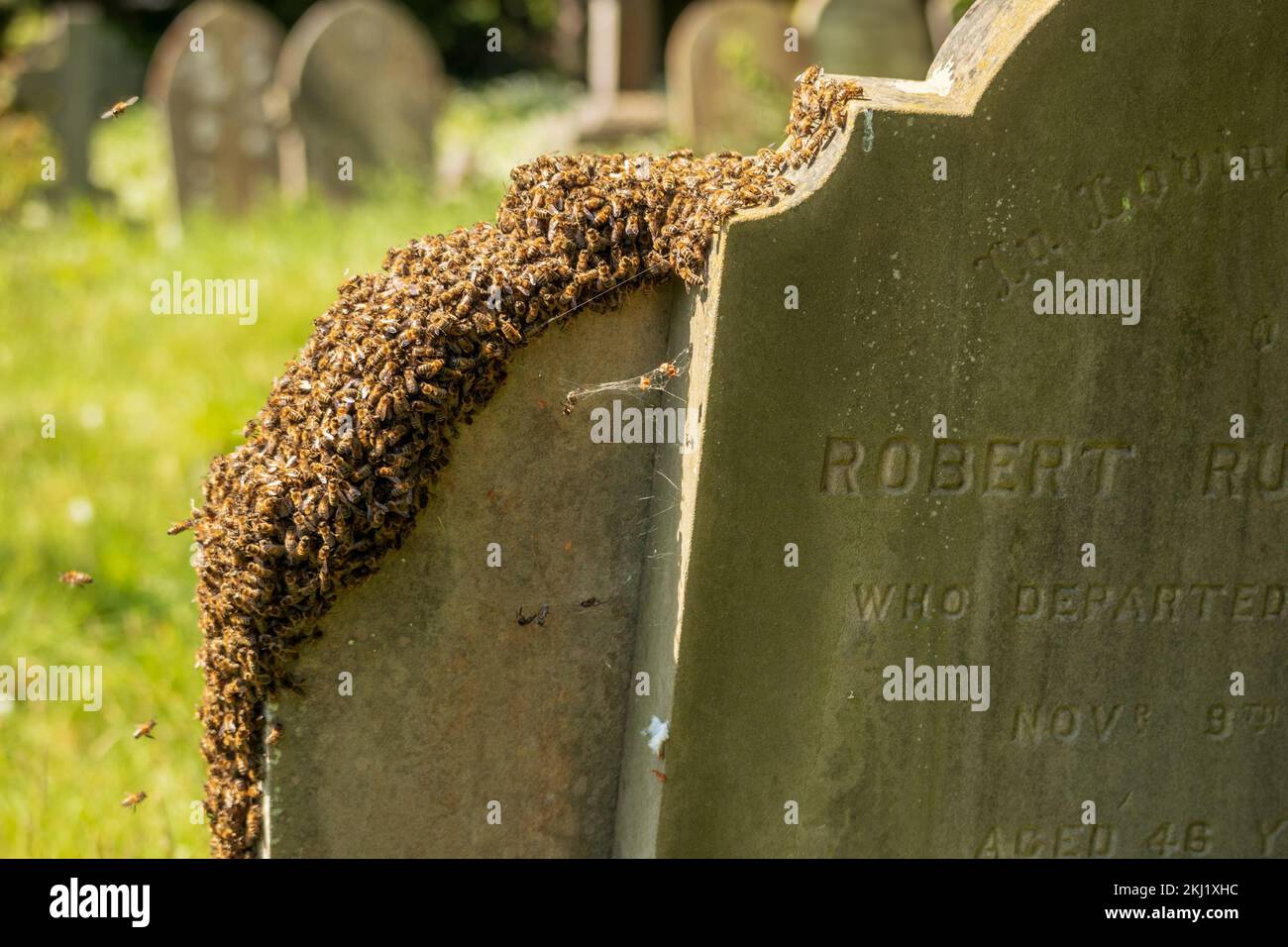 Honey Bee (Apis mellifera) swarm on gravestone. Sussex, UK Stock Photo ...