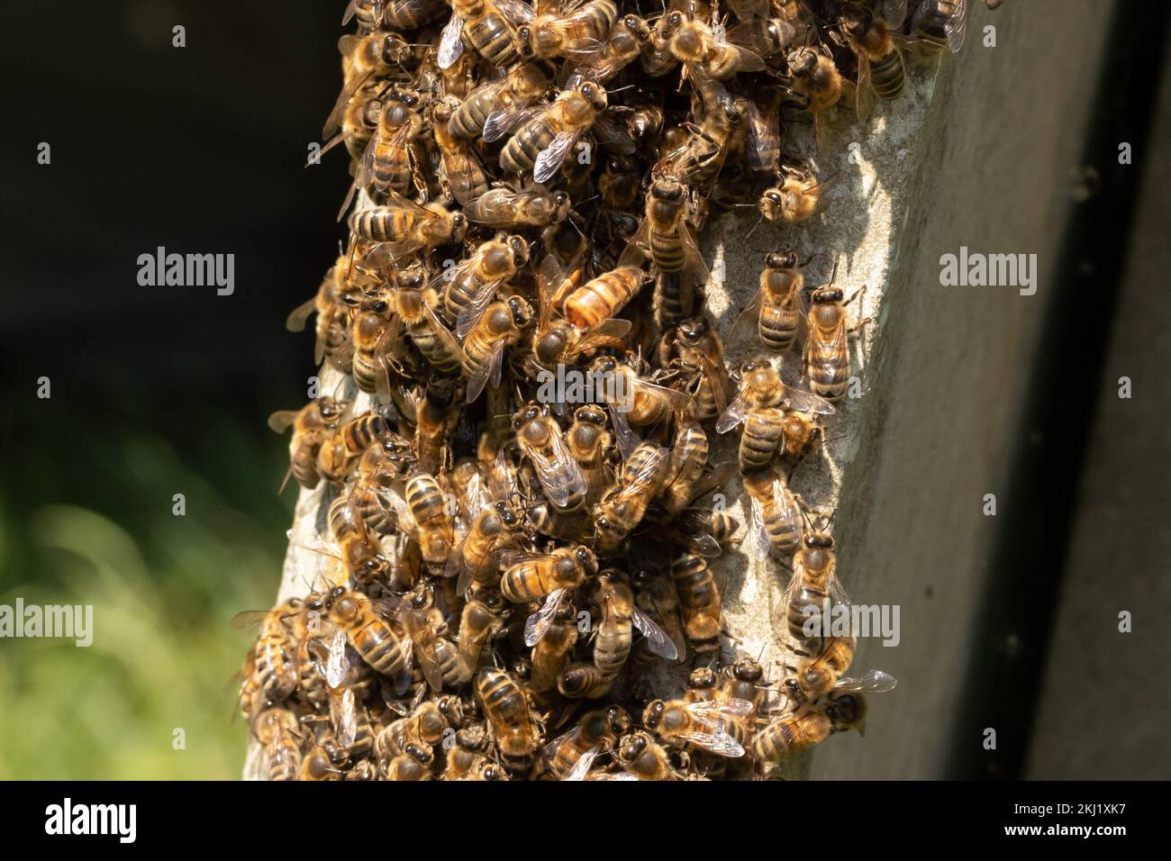 Honey Bee (Apis mellifera) swarm on gravestone. Sussex, UK Stock Photo ...