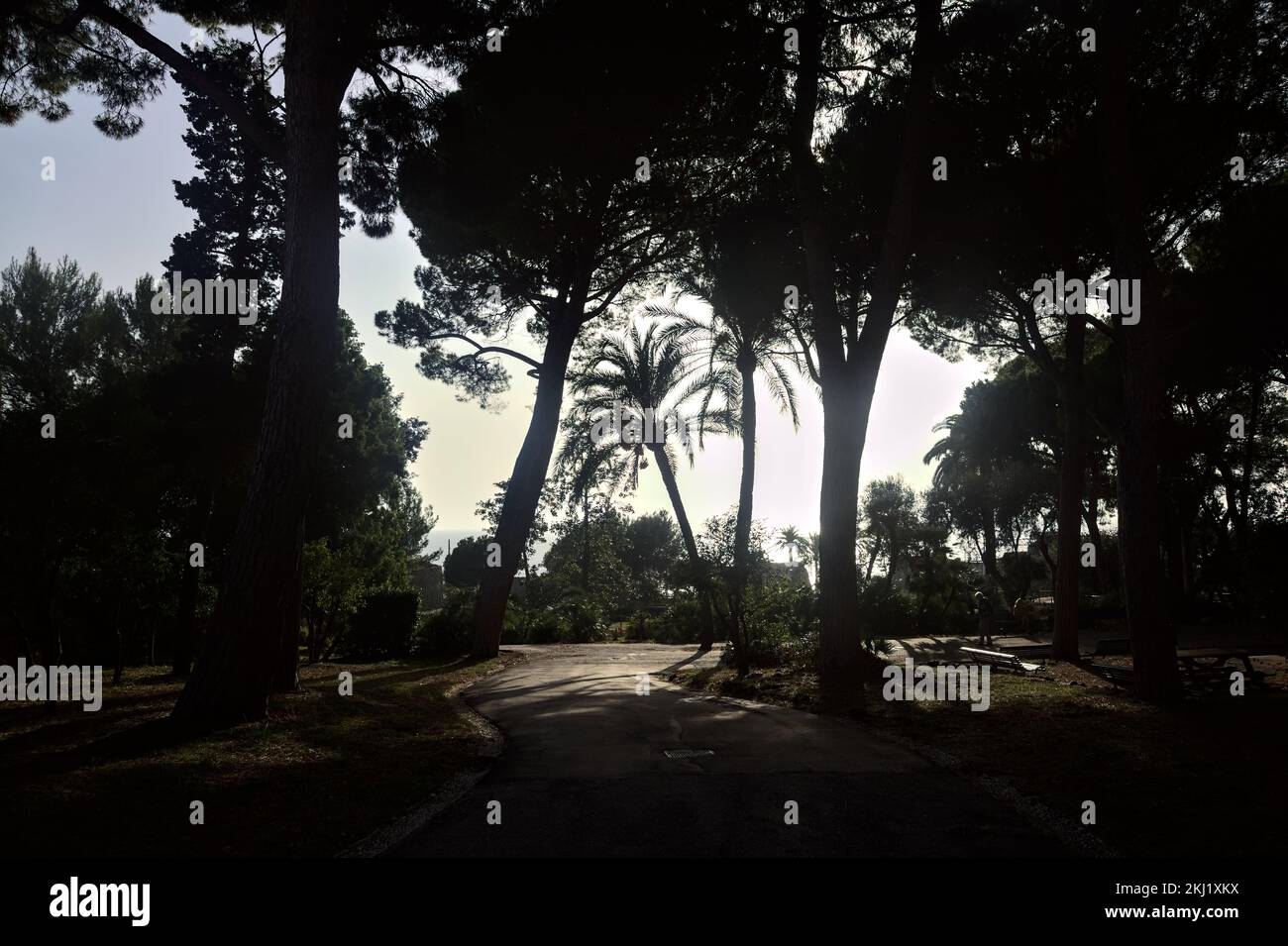 Two paths fork forest hi-res stock photography and images - Alamy