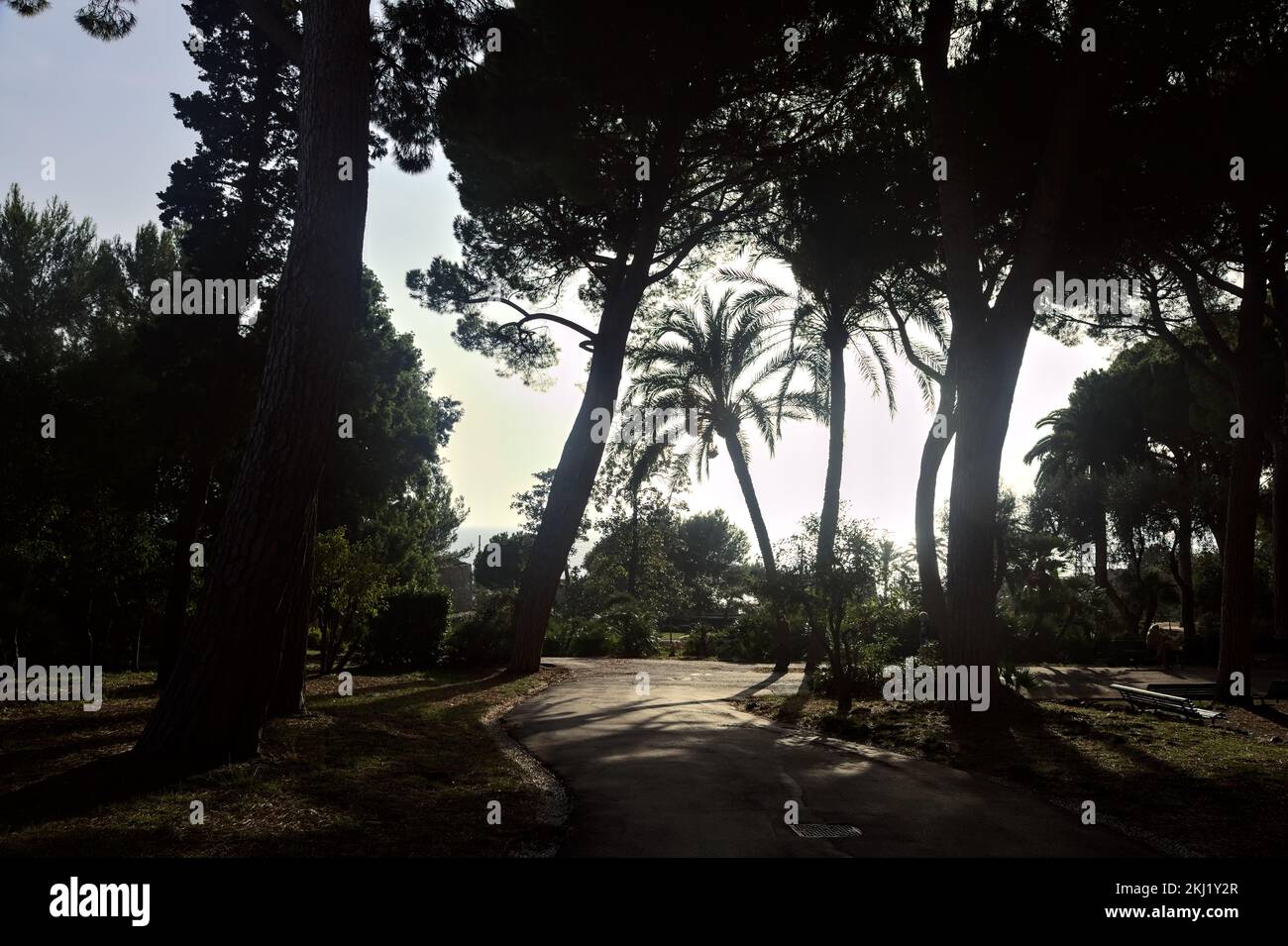 Two paths fork forest hi-res stock photography and images - Alamy