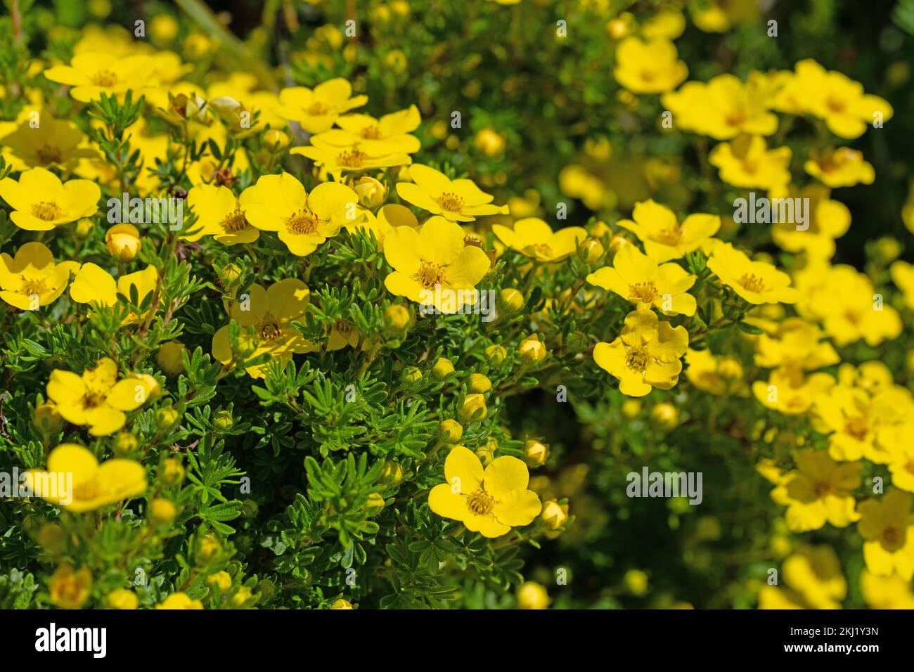 Flowering finger shrub, potentilla fruticosa Stock Photo - Alamy