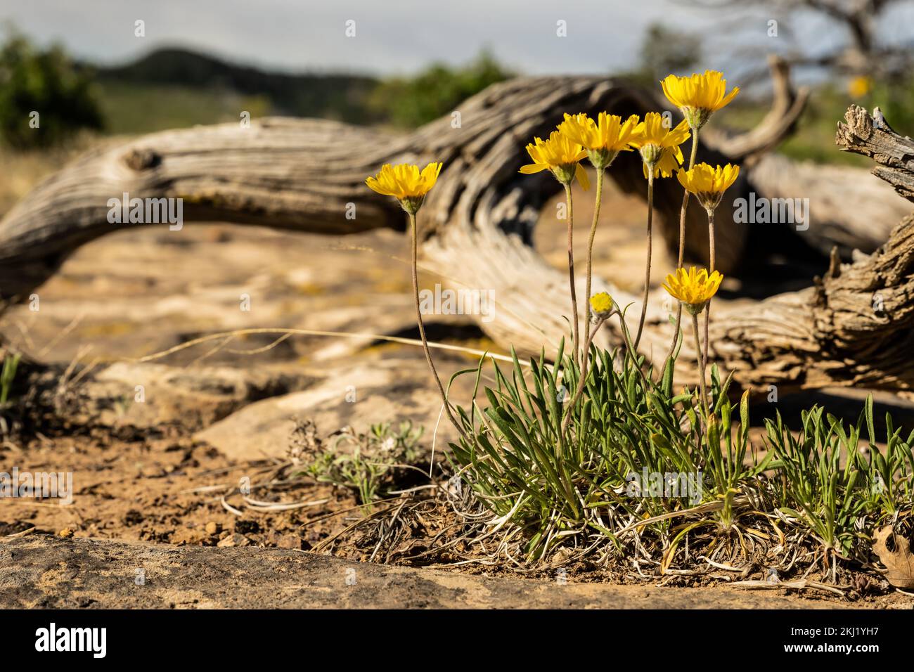 Prater wilderness hi-res stock photography and images - Alamy
