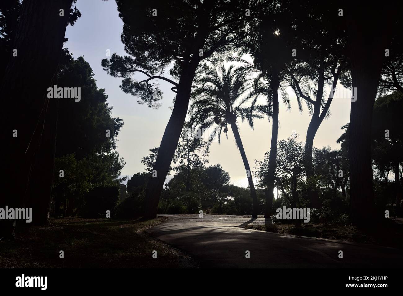 Two paths fork forest hi-res stock photography and images - Alamy