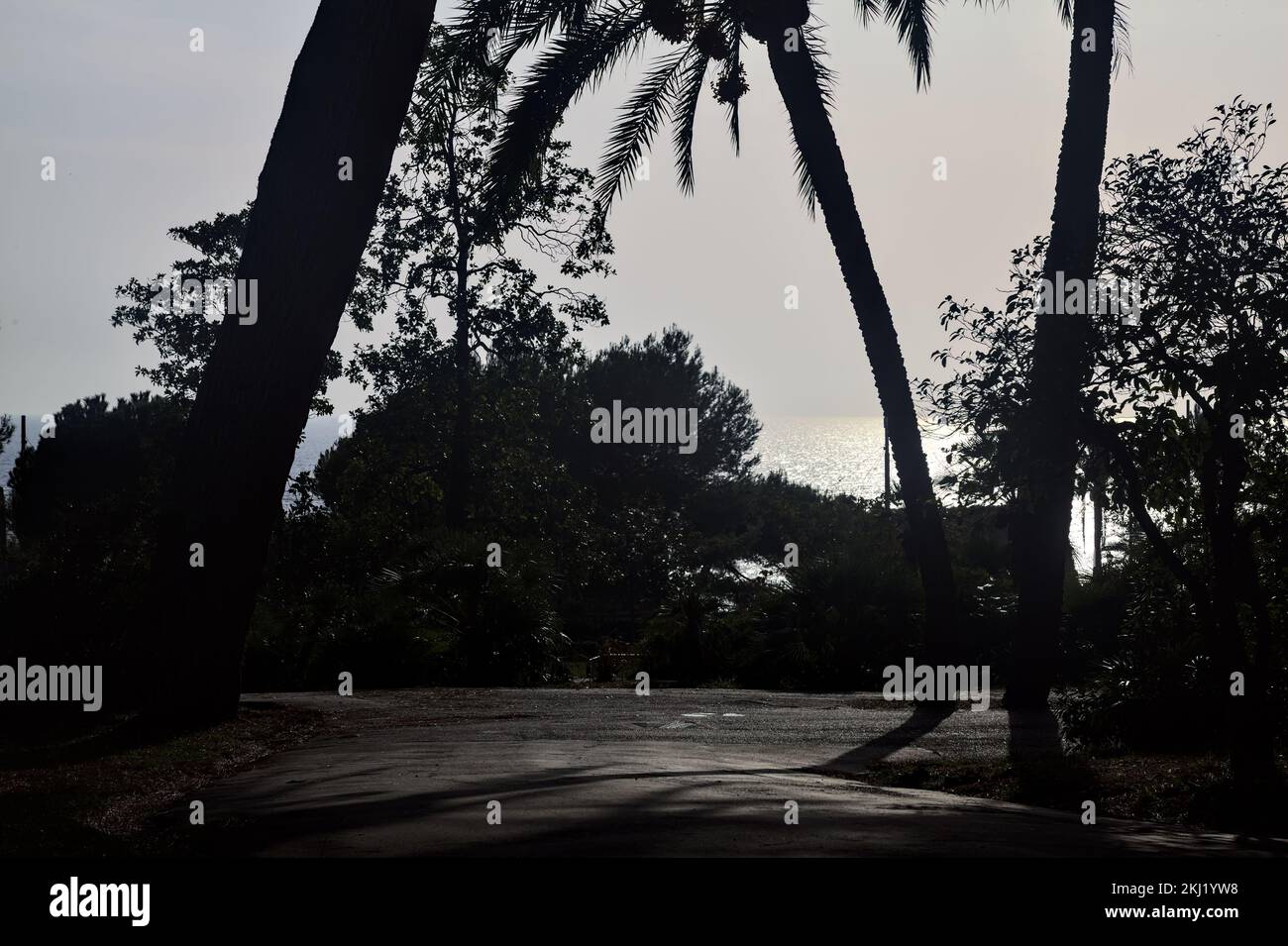 Two paths fork forest hi-res stock photography and images - Alamy