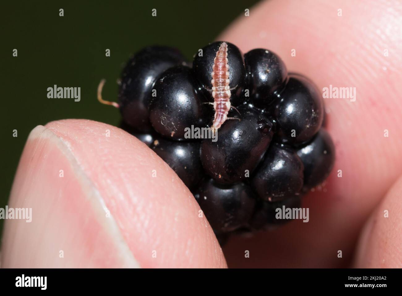 Lacewing larva on Bramble fruit. Sussex, UK Stock Photo - Alamy